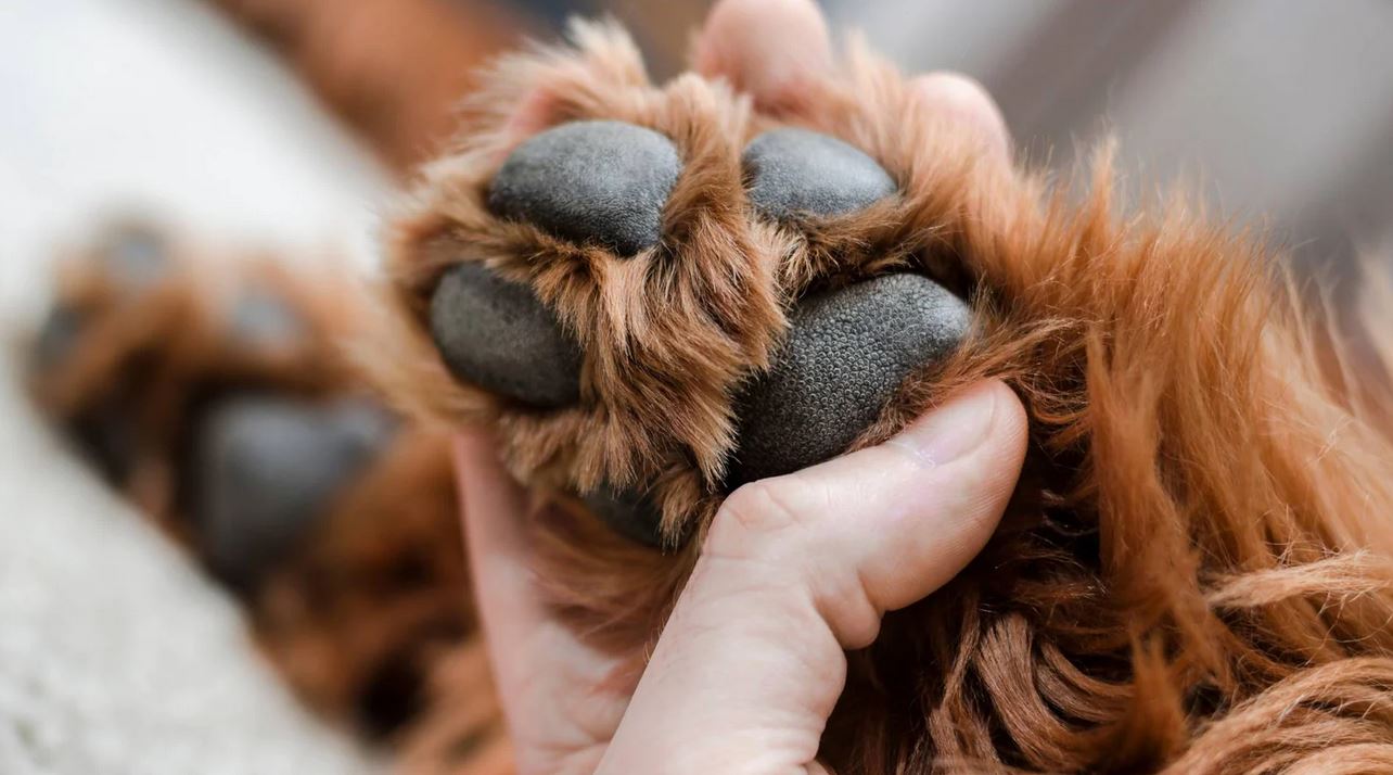 Ako sa starať o psie labky v zime? | plnamiska.sk